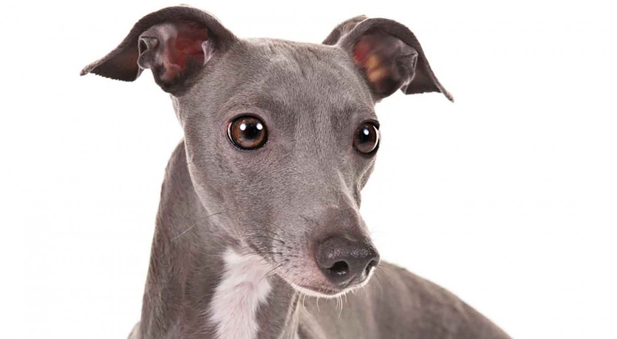 Italian Greyhound Dog Breed Information - American Kennel Club Italian Greyhound Dog Breed Information - American Kennel Club