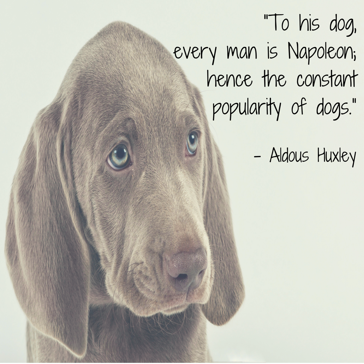 A Guy That Is Good With Dogs A Guy That Is Good With Dogs