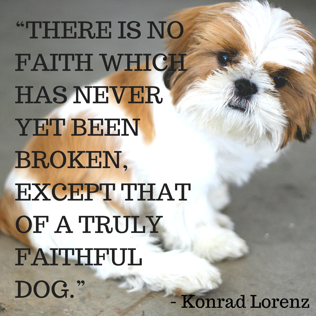 Dog Quotes We Rounded Up The Best Of The Best