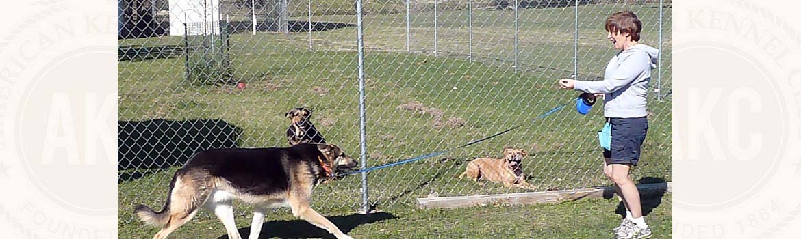 Most Popular Dog Puppy Names American Kennel Club