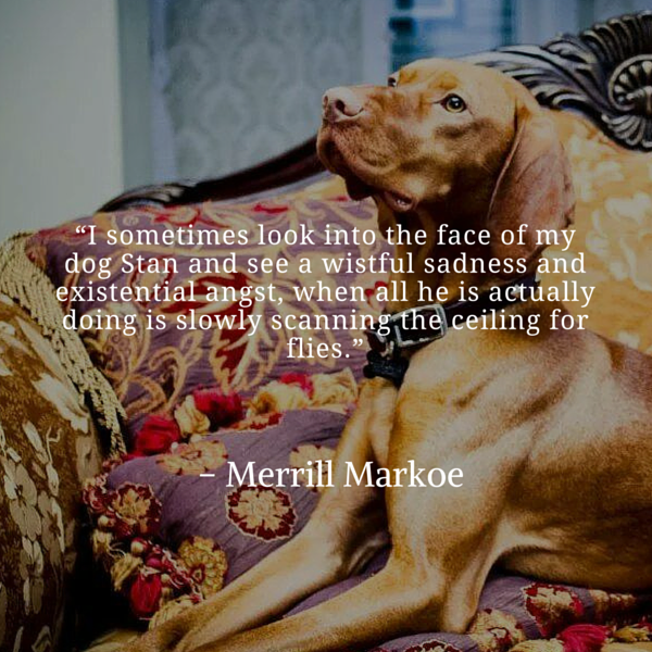 Top 117 Animal Sad Quotes Lestwinsonline Top 117 Animal Sad Quotes Lestwinsonline