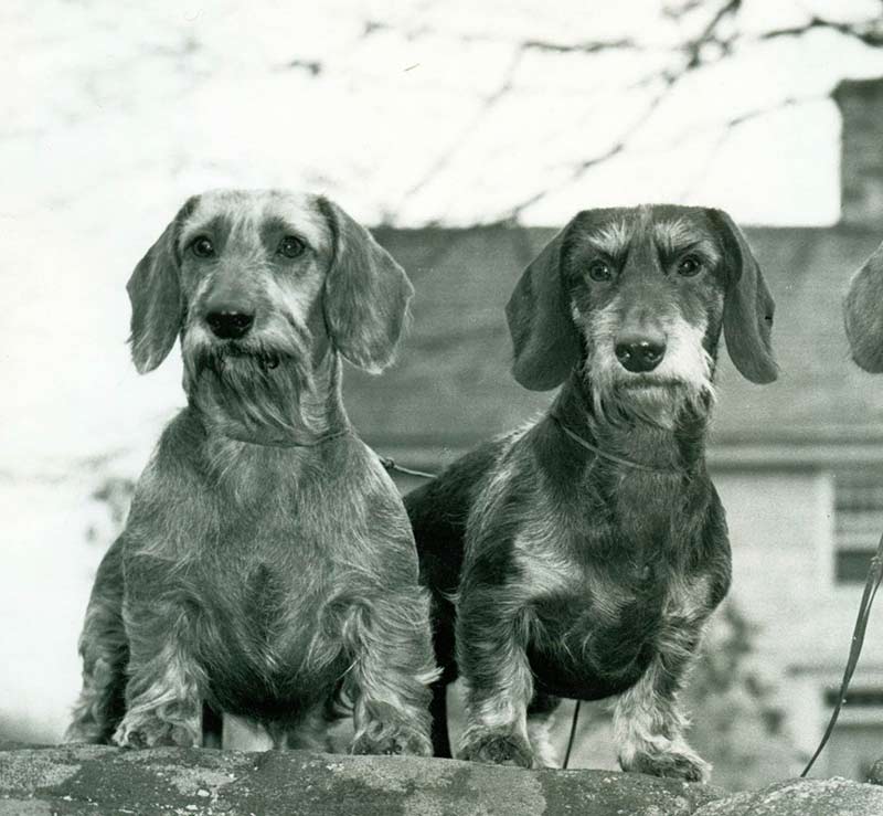 Dachshund History & Training/Temperament - American Kennel Club