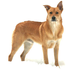 Chinook History & Training/Temperament - American Kennel Club