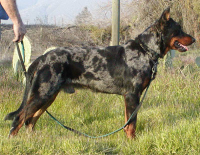 Beauceron History & Training/Temperament - American Kennel Club