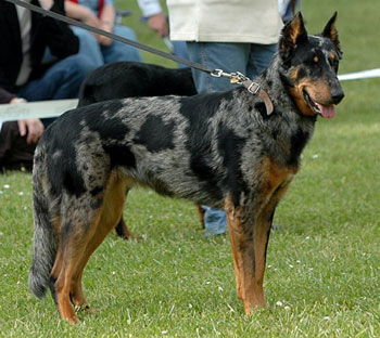 Beauceron History & Training/Temperament - American Kennel Club