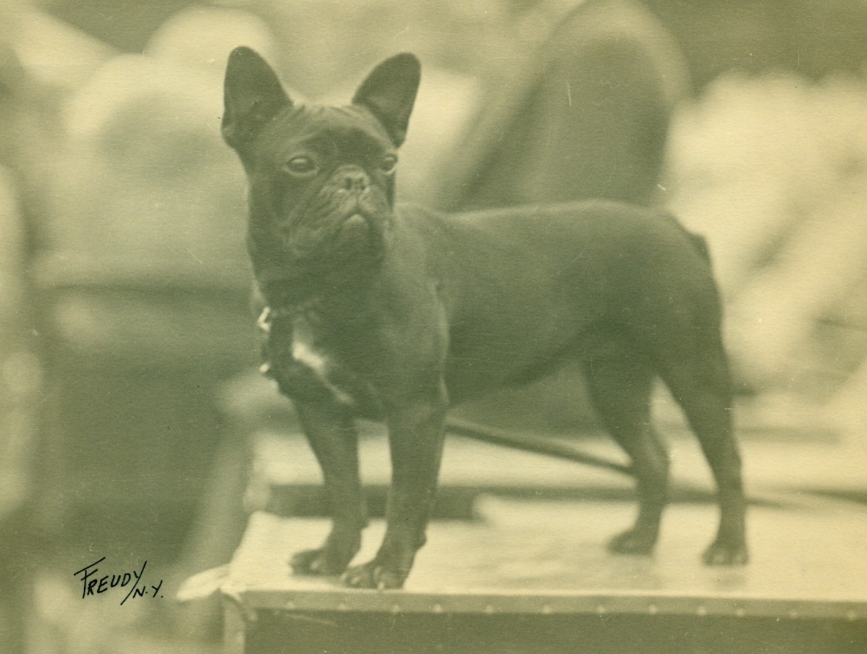 French Bulldog History & Training/Temperament - American Kennel Club