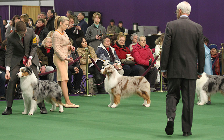 Choosing A Champion: Judges Face A Tough Task At Westminster - American ...