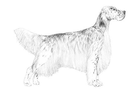 English Setter Puppies For Sale