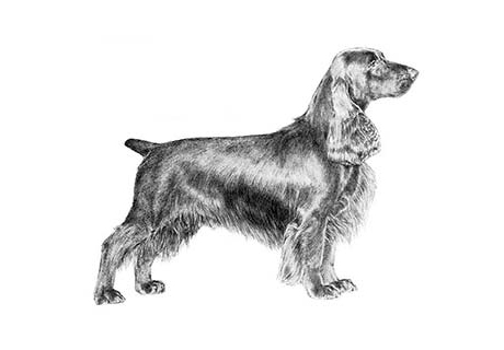 Field Spaniel Puppies For Sale