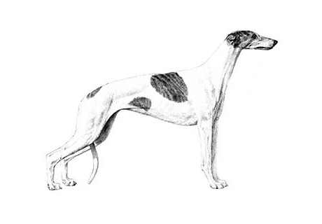 Greyhound Puppies For Sale