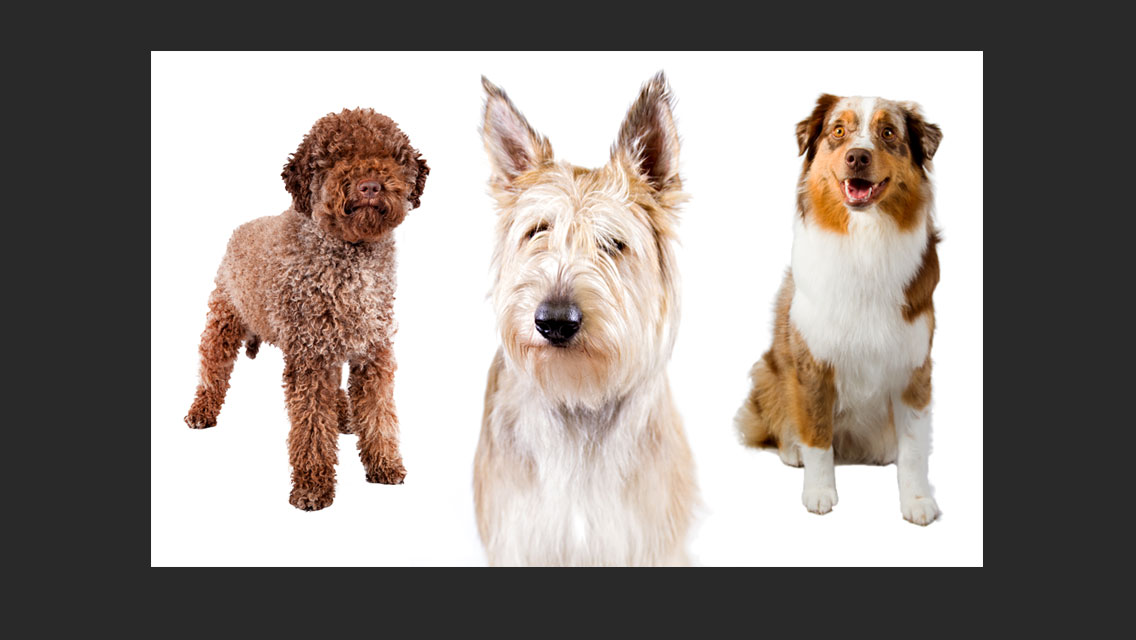 Meet the American Kennel Club’s Three New Dog Breeds - American Kennel Club