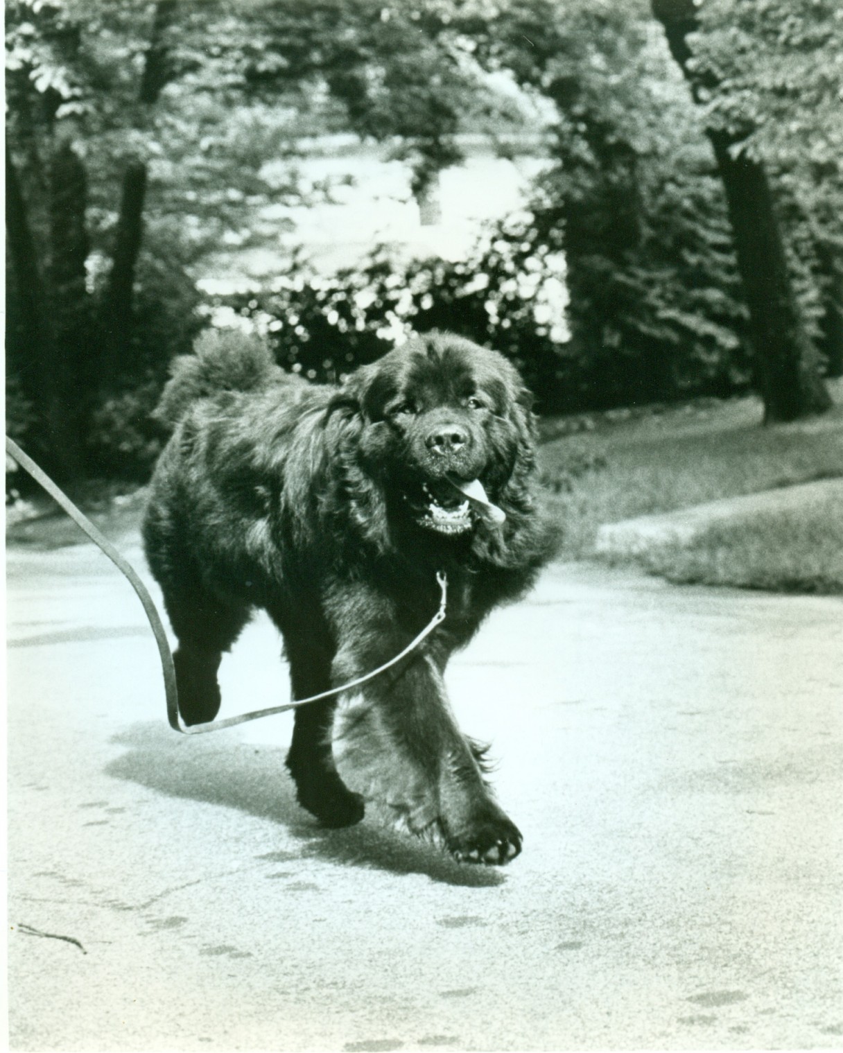 Newfoundland History & Training/Temperament - American Kennel Club