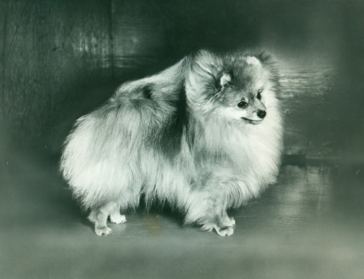 Pomeranian History & Training/Temperament - American Kennel Club