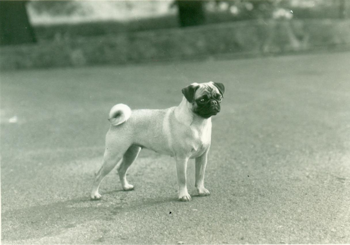 Pug History & Training/Temperament - American Kennel Club