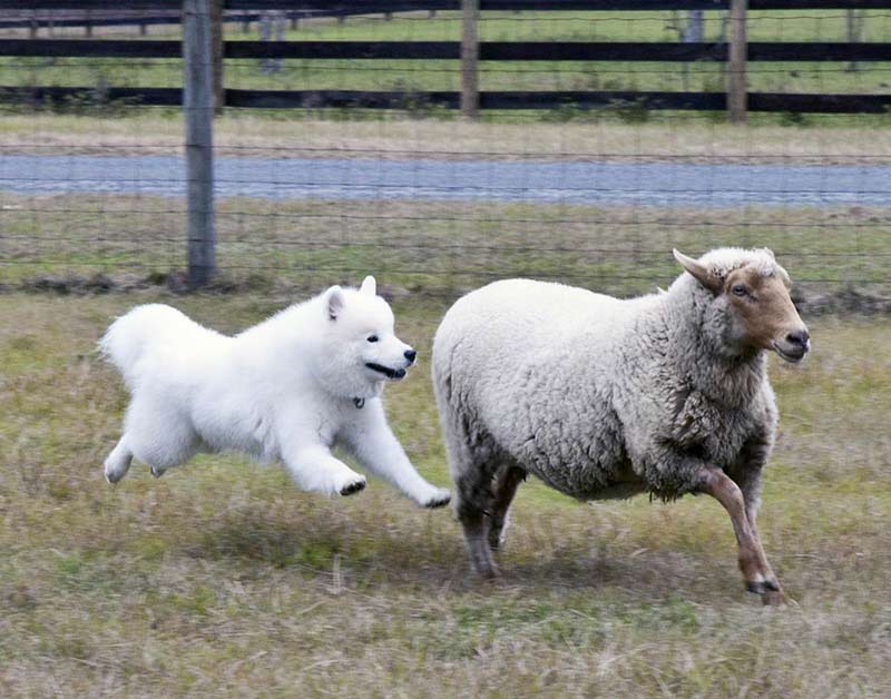 10 Things You Probably Didn't Know About The Smiling Samoyed – American ...