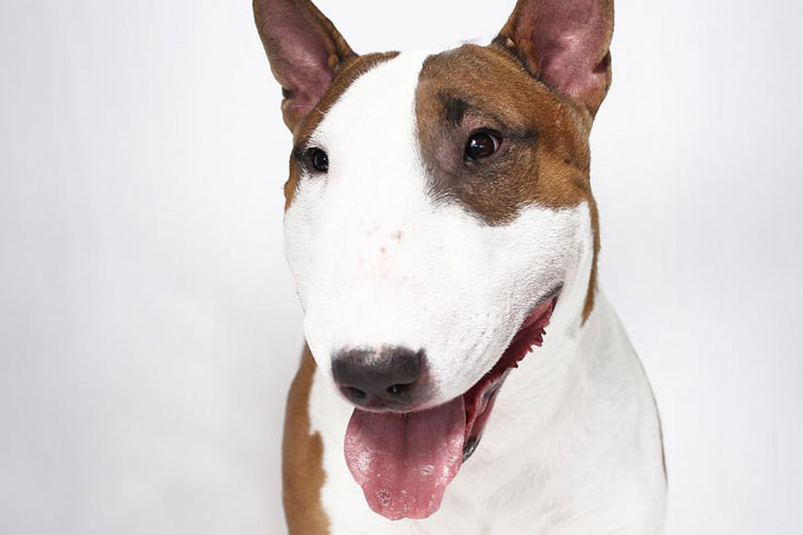 Bull Terrier Dog Breed Information - American Kennel Club