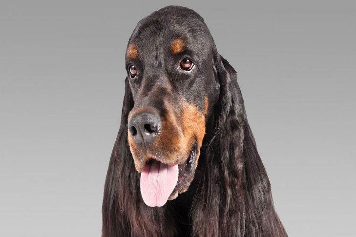Gordon Setter Dog Breed Information - American Kennel Club