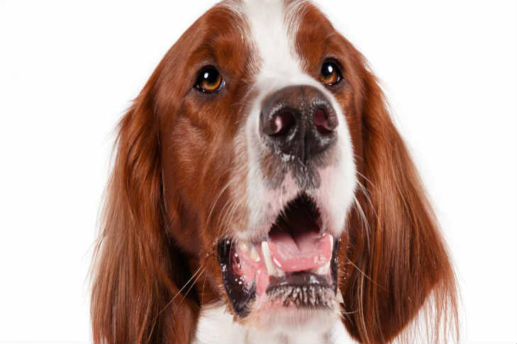 Irish Red and White Setter Dog Breed Information - American Kennel Club