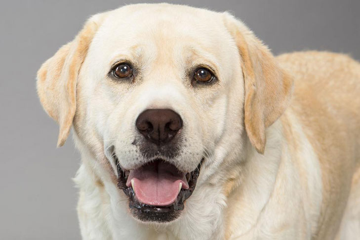 Labrador Retriever Dog Breed Information - American Kennel Club