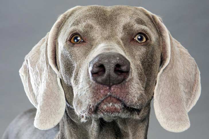 Weimaraner Dog Breed Information - American Kennel Club