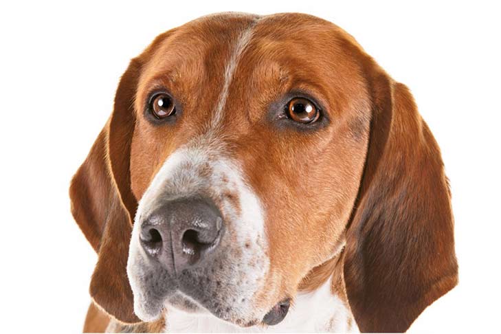 English Foxhound Dog Breed Information - American Kennel Club