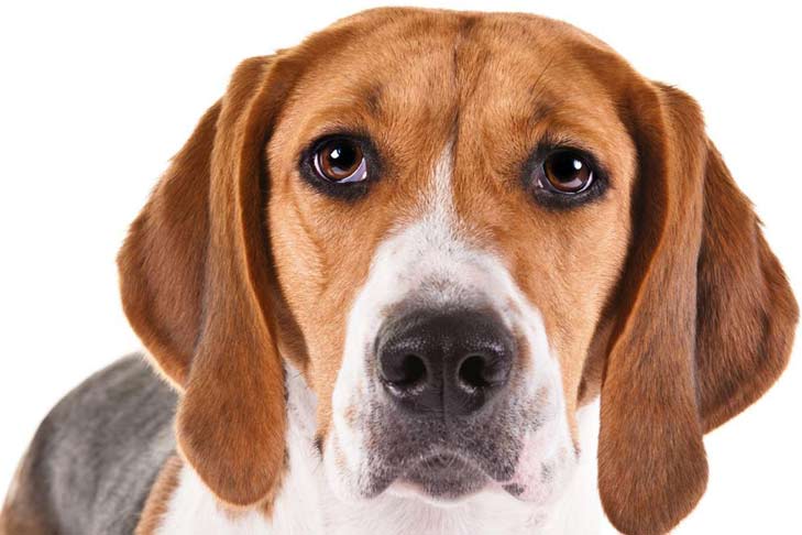 Harrier Dog Breed Information - American Kennel Club