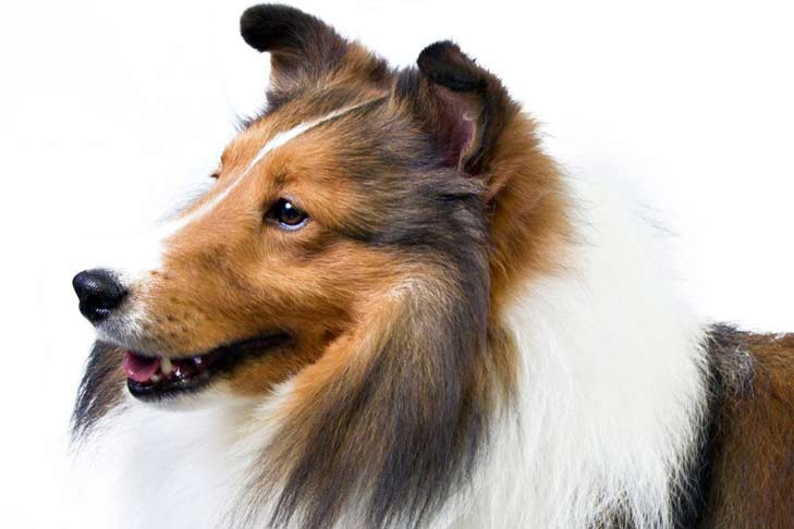 Shetland Sheepdog (Sheltie) Dog Breed Information - American Kennel Club