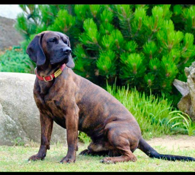 Dog Breeds - Types Of Dogs - American Kennel Club