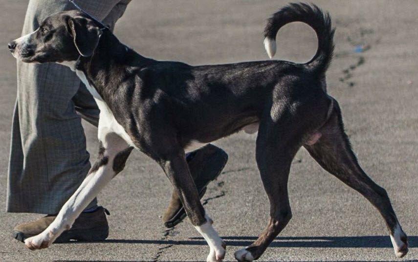 Mountain Cur - American Kennel Club