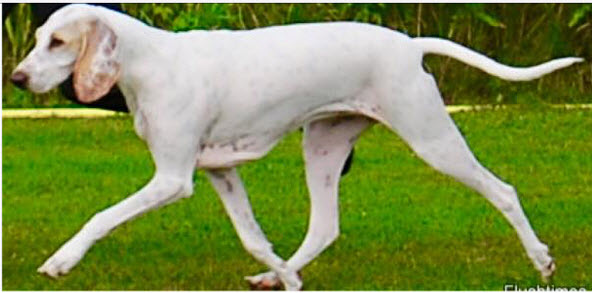 Porcelaine - American Kennel Club