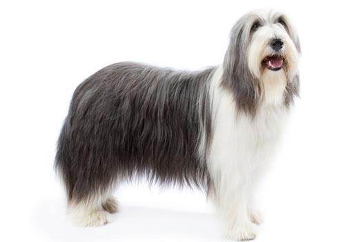 Bearded Collie Dog Breed Information - American Kennel Club