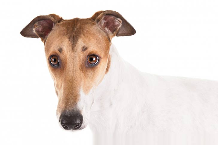 Greyhound Dog Breed Information - American Kennel Club