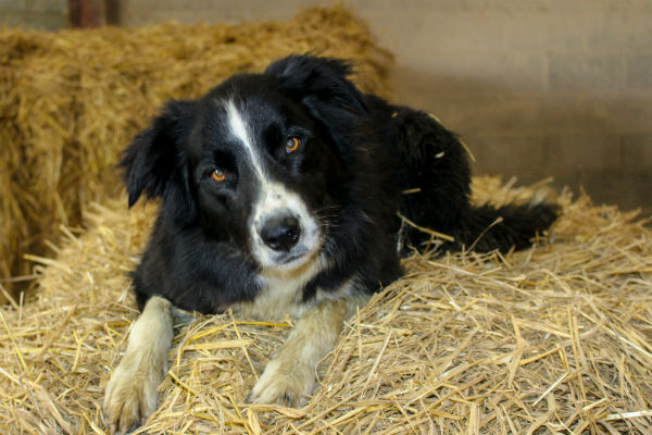 10 Commands Every Barn Dog Should Know - American Kennel Club