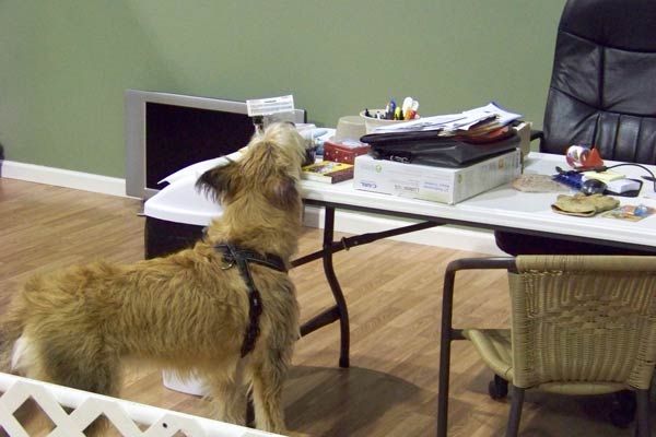 How to Teach Your Dog Scent Work