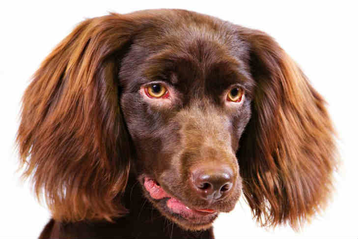 Boykin Spaniel Dog Breed Information - American Kennel Club