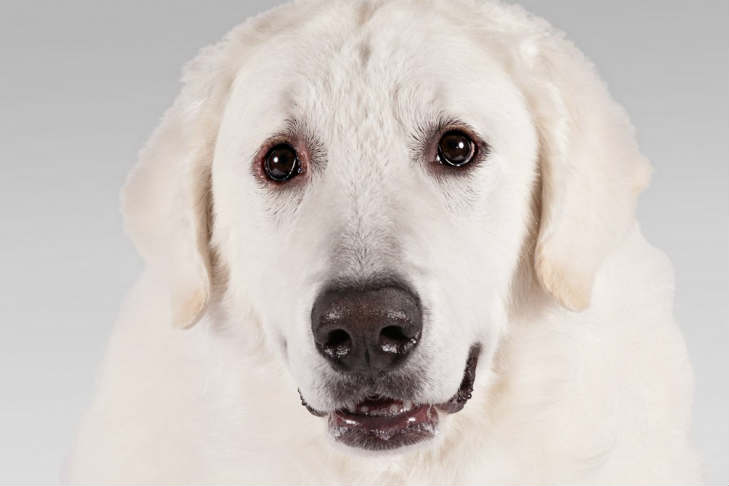 Kuvasz Dog Breed Information - American Kennel Club