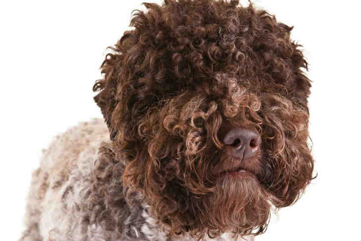 Lagotto Romagnolo Dog Breed Information - American Kennel Club