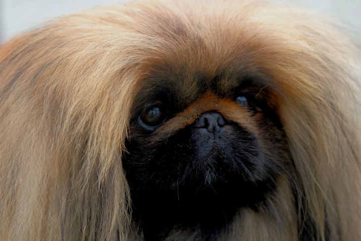 Pekingese Dog Breed Information - American Kennel Club