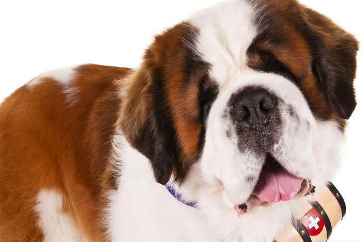 Saint Bernard Dog Breed Information - American Kennel Club