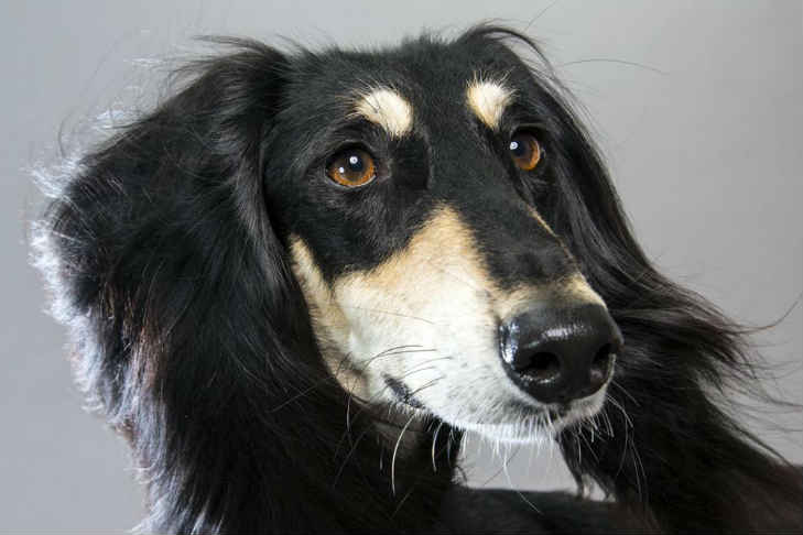 Saluki Dog Breed Information - American Kennel Club