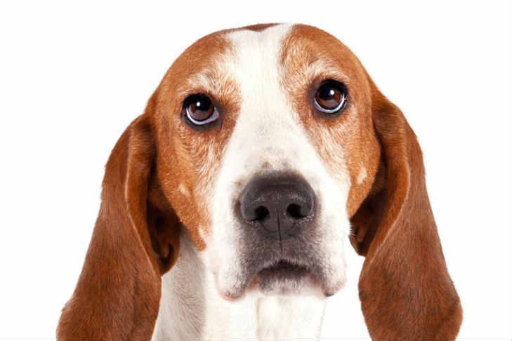 Treeing Walker Coonhound Dog Breed Information - American Kennel Club