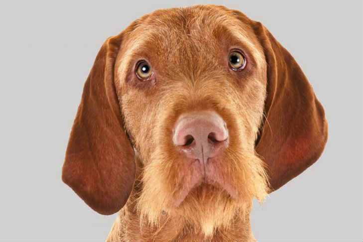 Wirehaired Vizsla Dog Breed Information - American Kennel Club
