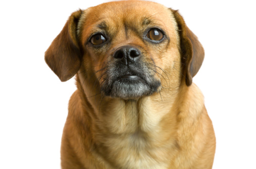 Puggles Mix Dog Breed - American Kennel Club